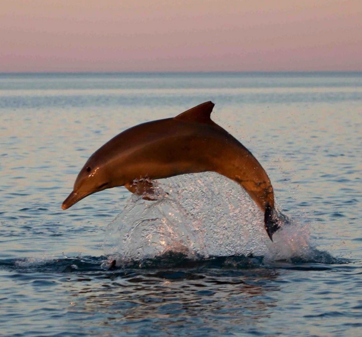 Best Time to Visit Monkey Mia for Dolphin Encounters